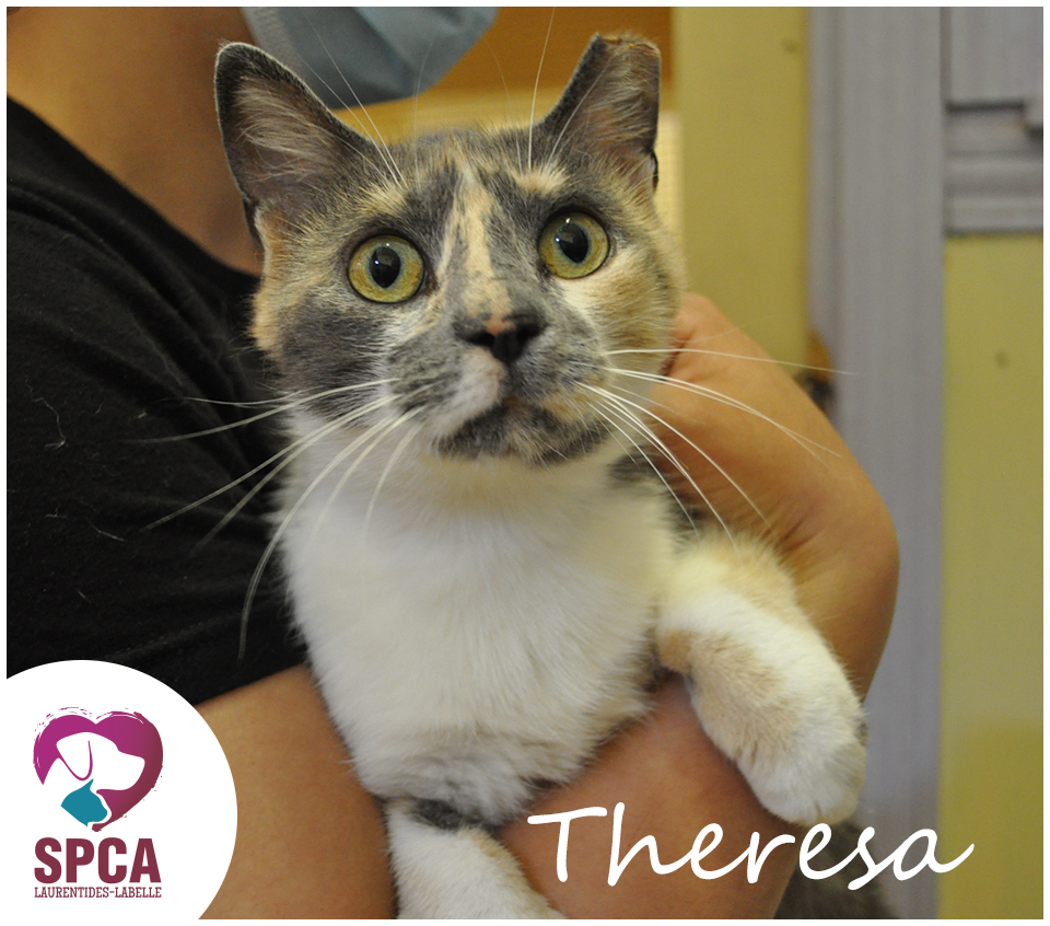 SPCA Laurentides-Labelle | Chats en adoption