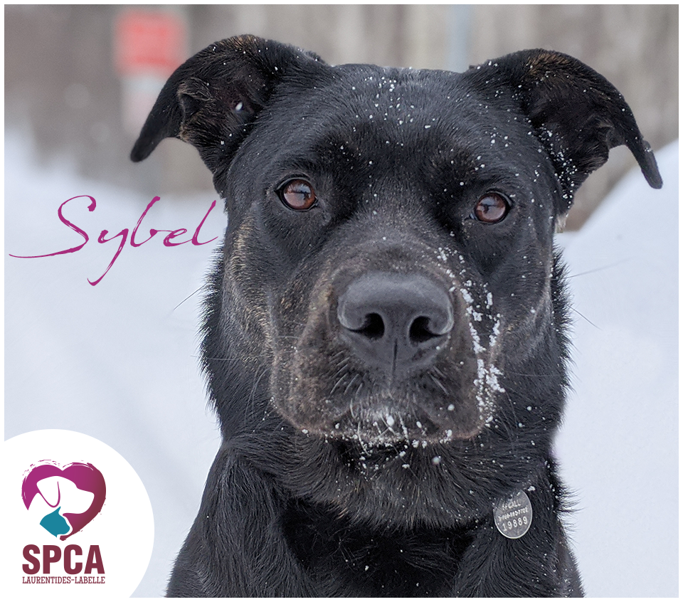 SPCA Laurentides-Labelle | Dogs for adoption