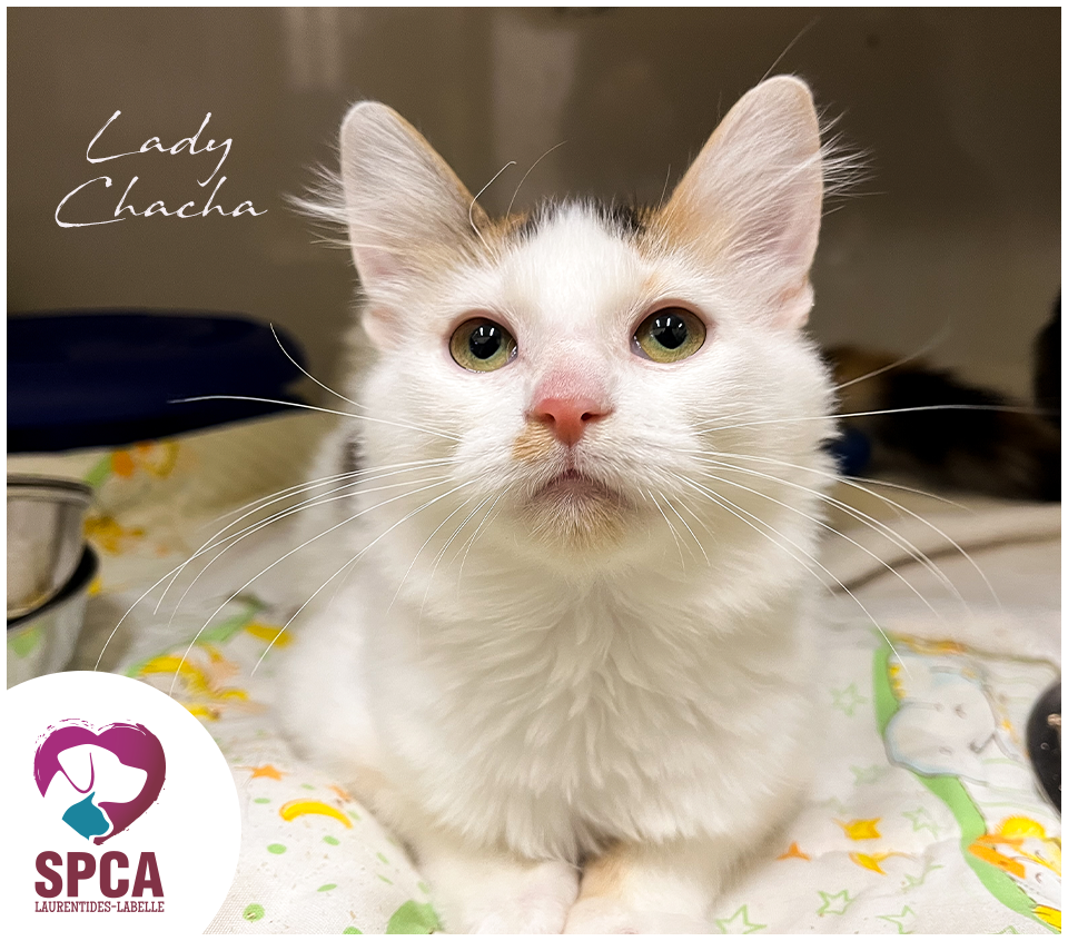 SPCA Laurentides-Labelle | Chats en adoption