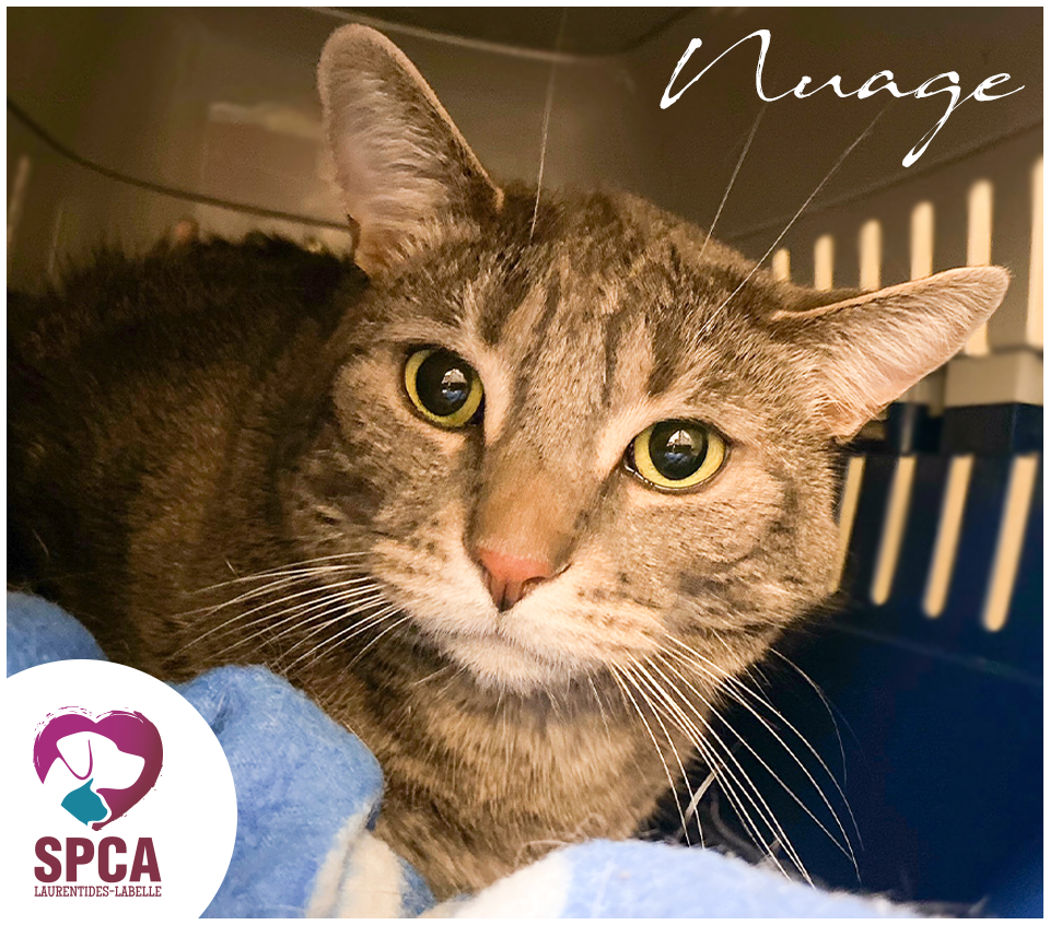 SPCA Laurentides-Labelle | Accueil