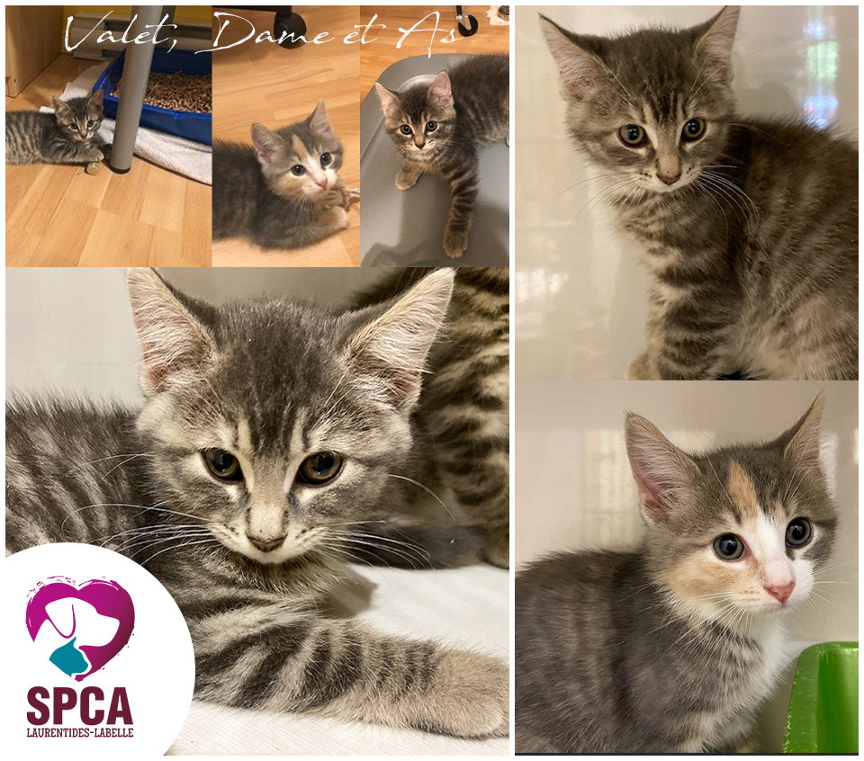 SPCA Laurentides-Labelle | Accueil