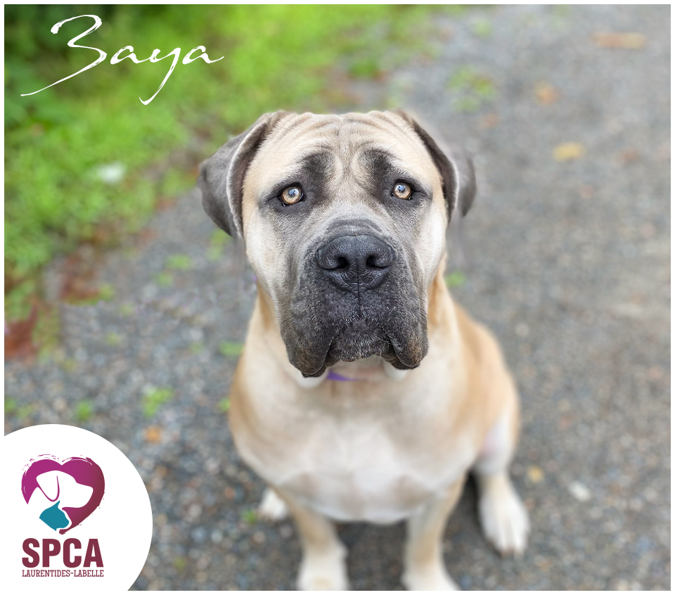 SPCA Laurentides-Labelle | Accueil