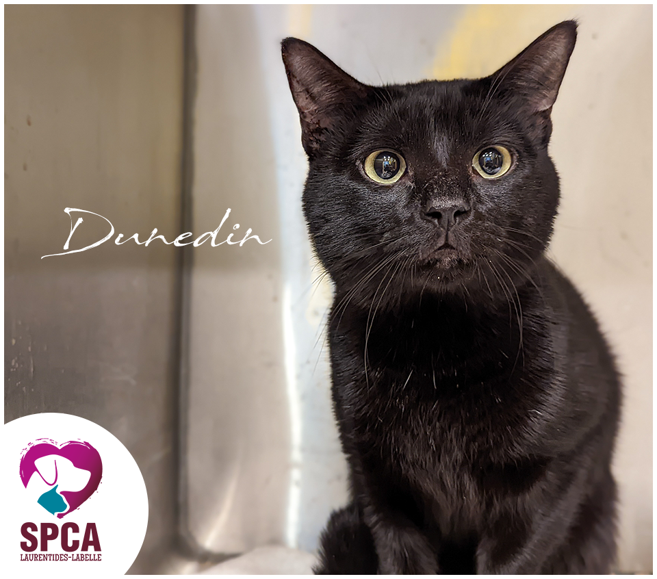 SPCA Laurentides-Labelle | Accueil