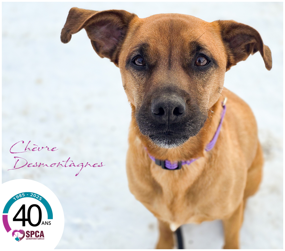 Chèvre-Desmontagnes