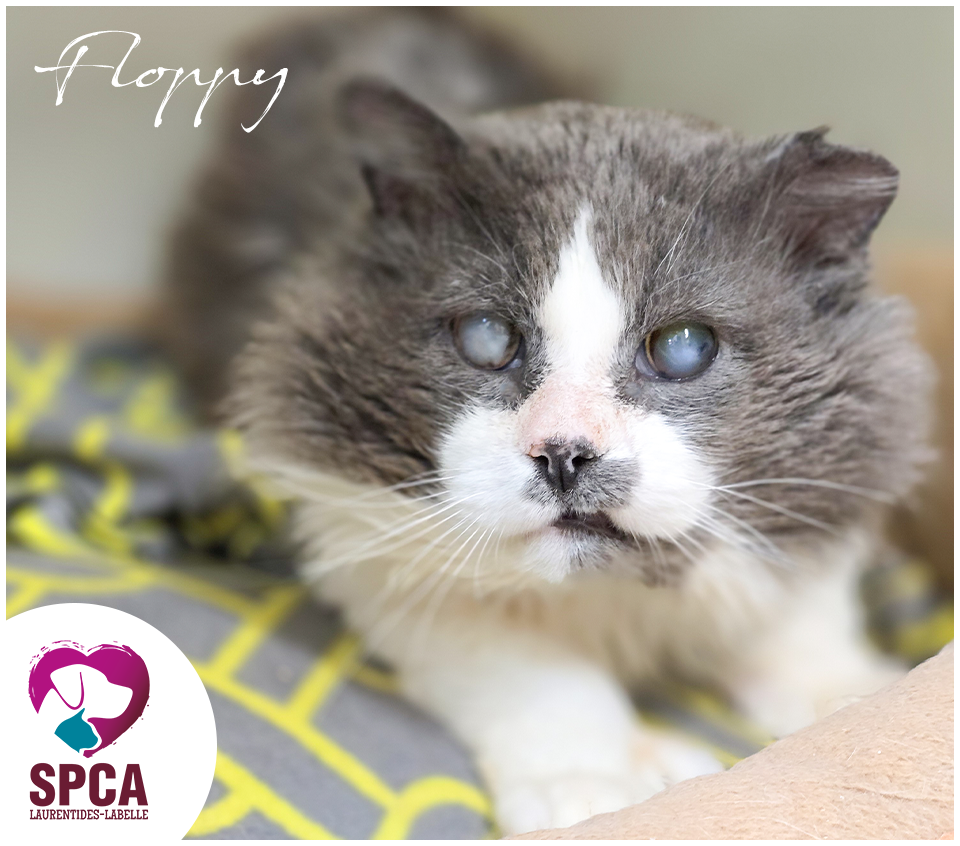 SPCA Laurentides-Labelle | Chats en adoption