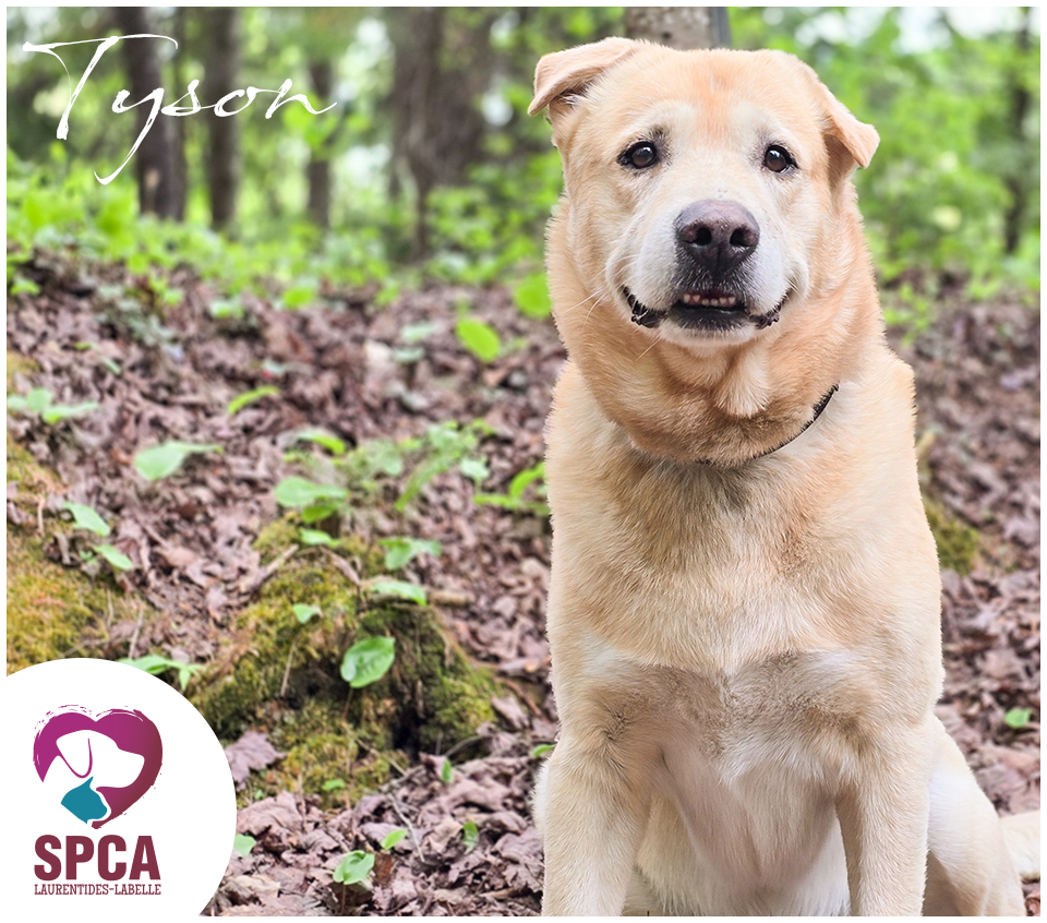 SPCA Laurentides-Labelle | Home
