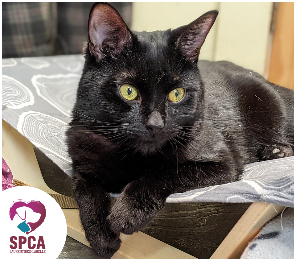 SPCA Laurentides-Labelle | Chats en adoption