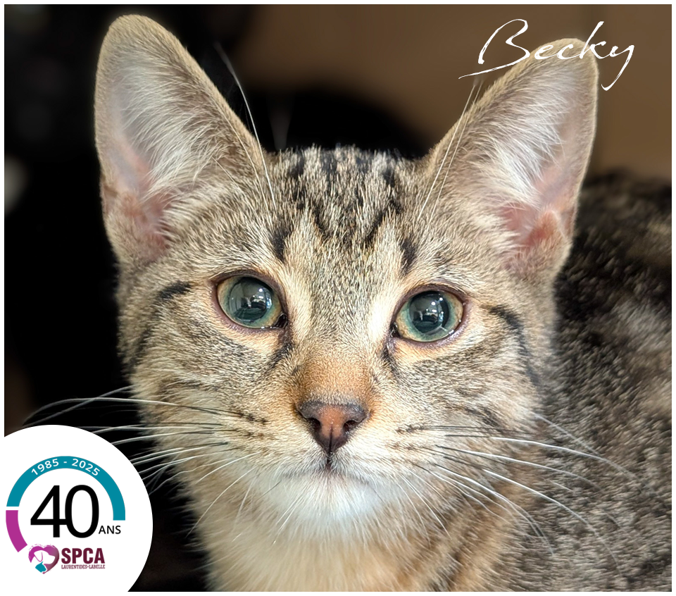 SPCA Laurentides-Labelle | Accueil