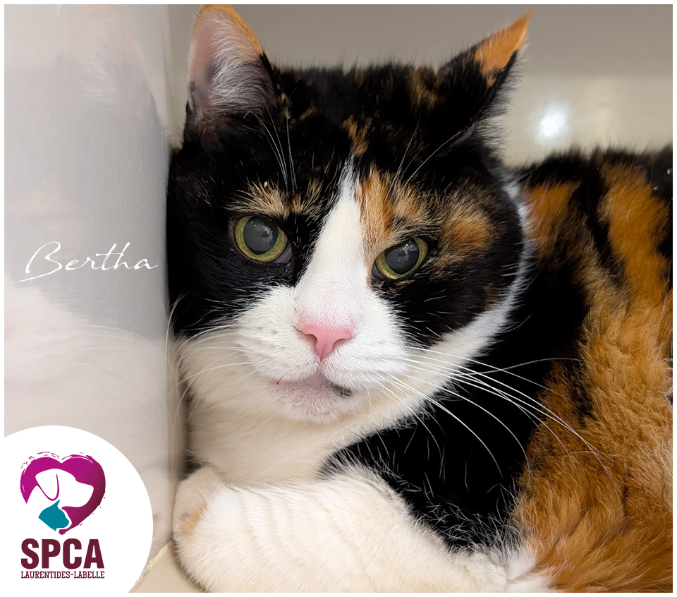 SPCA Laurentides-Labelle | Accueil