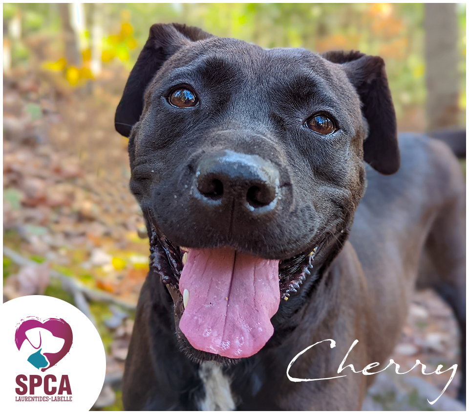 SPCA Laurentides-Labelle | Accueil