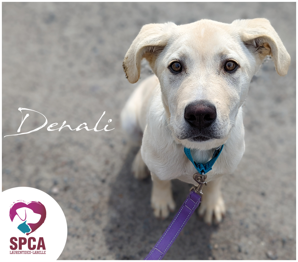 SPCA Laurentides-Labelle | Accueil