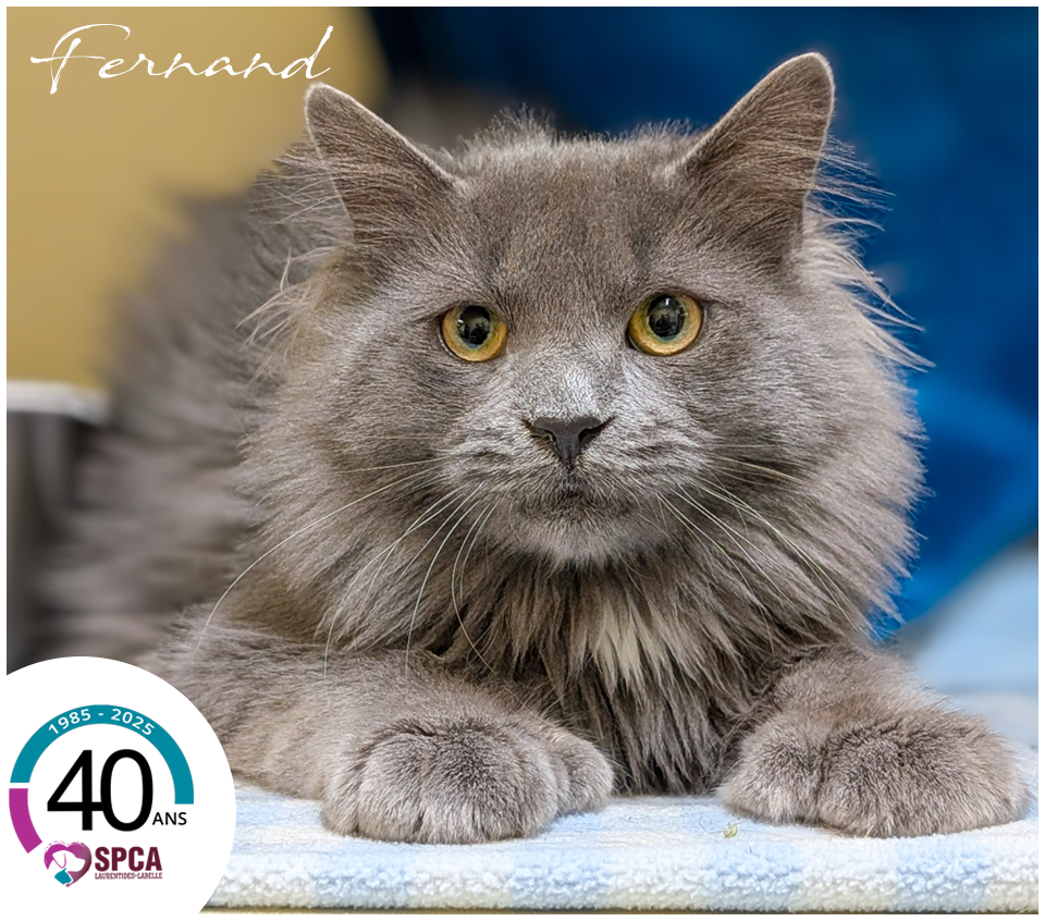 SPCA Laurentides-Labelle | Home