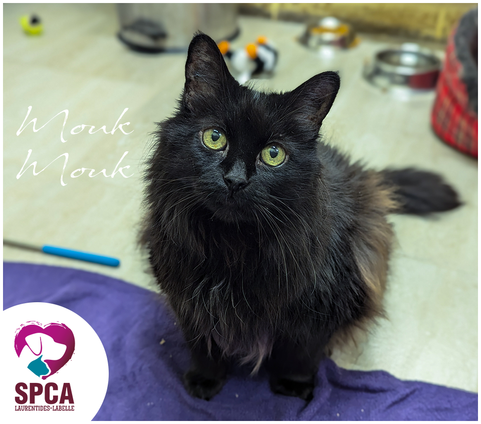 SPCA Laurentides-Labelle | Accueil