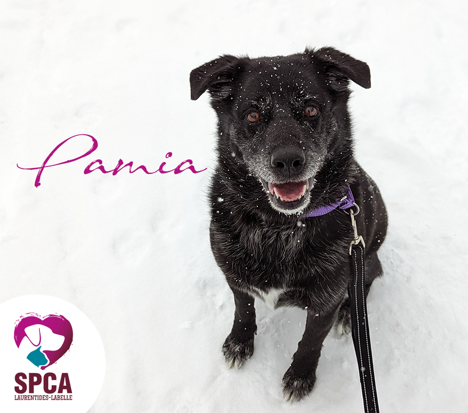 SPCA Laurentides-Labelle | Chiens en adoption