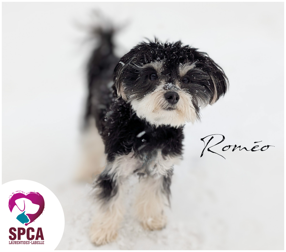 SPCA Laurentides-Labelle | Accueil