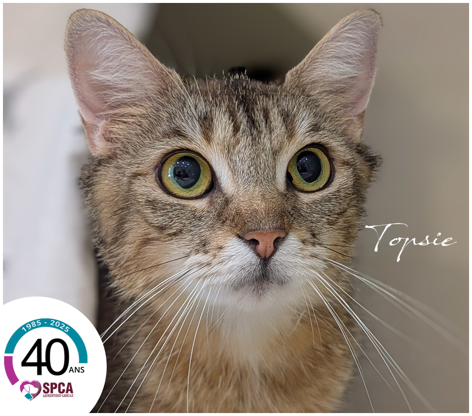 SPCA Laurentides-Labelle | Accueil